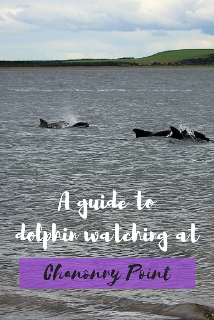 Dolphins at Moray Firth | A Must Experience while in Scotland ...